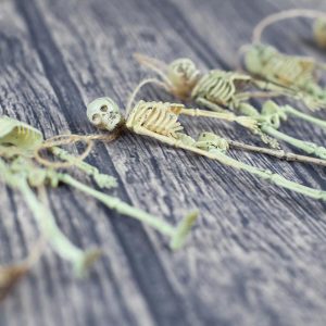We decorate our Christmas tree with skeletons. Here's why. » All Gifts ...